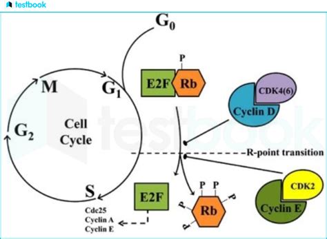 Cell Division And Cell Cycle Mcq Free Pdf Objective Question Answer