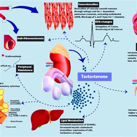 Algorithm For Diagnosis And Treatment Of Male Hypogonadism Notes A If Download Scientific
