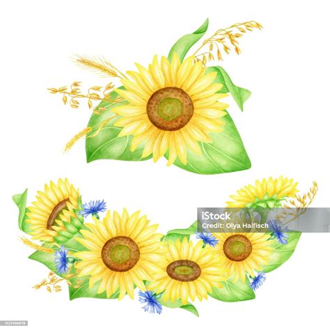 수채화 해바라기와 옥수수 꽃다발 세트 손은 흰색 배경에 고립 된 나뭇잎과 스파이크 렛으로 노란색과 파란색 꽃을 그렸습니다 여름