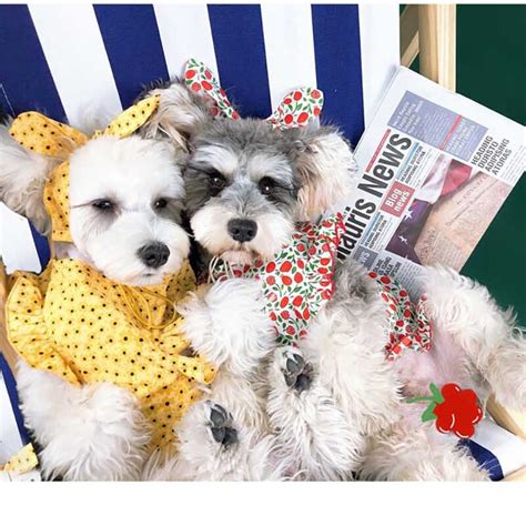 Badu Bg Нови рокли на цветя за домашни любимци през лятото Дрехи за малки кучета Котки Пола за