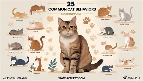 Cat Litter Guide How To Choose Clumping Odor And More
