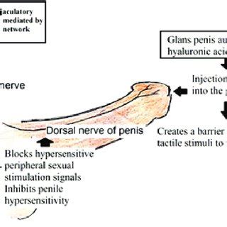 Mechanism Of Action Of Dapoxetine In PE A Synapse Showing Serotonin Download Scientific