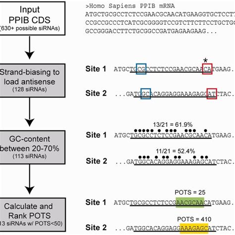 Comparison Of Sirna Design Tools Download Table