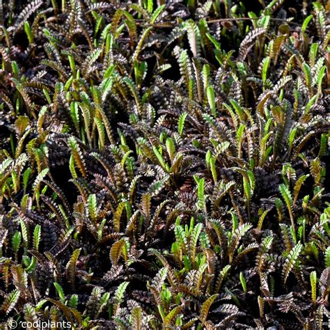 Leptinella Squalida Platts Black Buy Plants At Coolplants