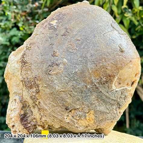 Huge Plagiostoma Fossil Bivalve Jurassic Coast Burton Bradstock Uk
