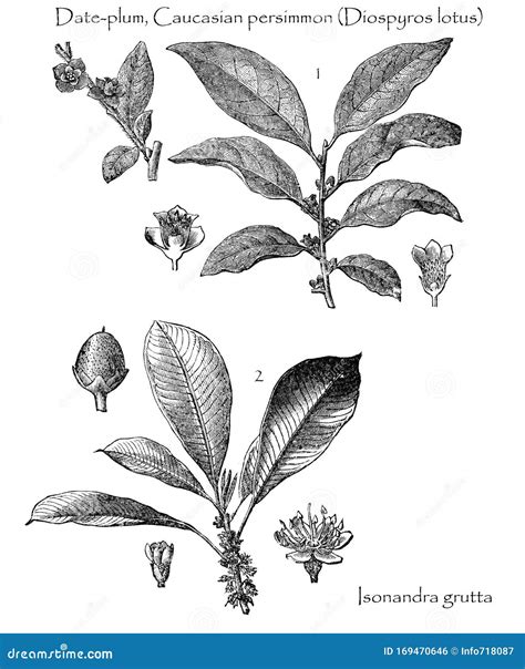 Isonandra Stock Illustrations 2 Isonandra Stock Illustrations Vectors And Clipart Dreamstime