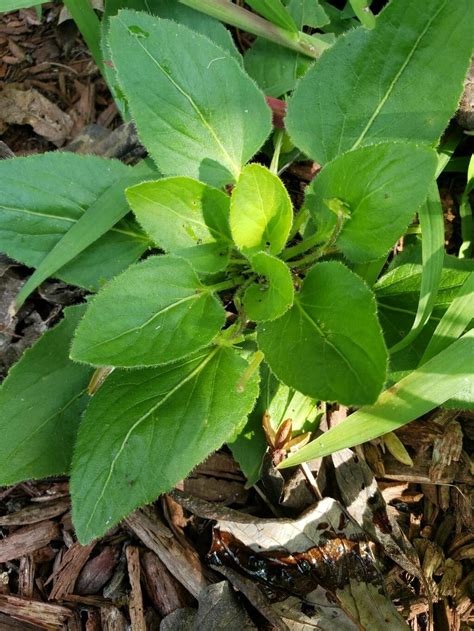 Viola Sagittata Aiton World Flora Pl Ntnet Identify