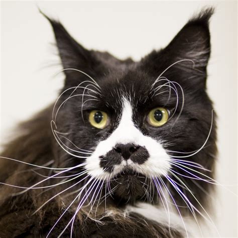 Guinness World Records Smallest Cat