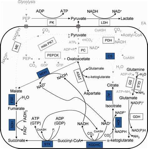 Inputs And Outputs Of Citric Acid Cycle