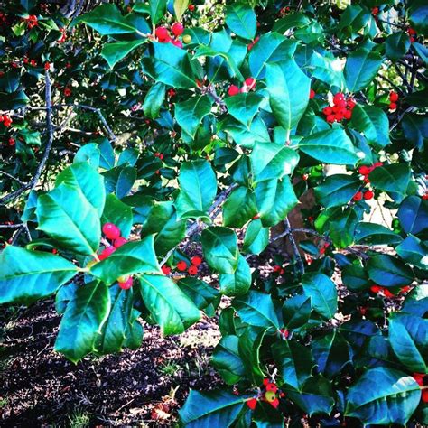 Meredith Harvath On Instagram Holly”