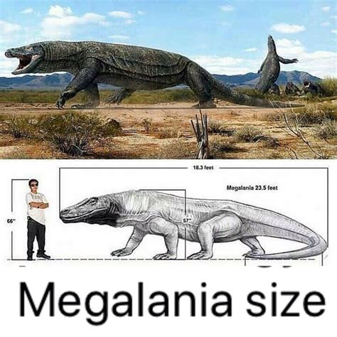 Prehistoric Komodo Dragon