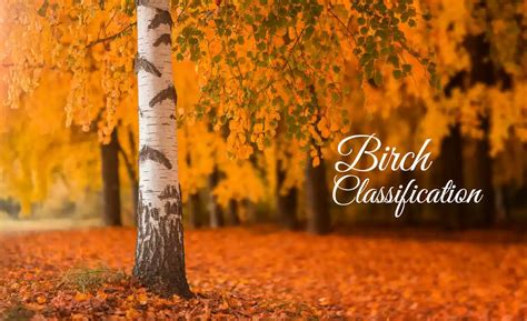 Understanding Birch Classification A Complete Guide Nailer Guy