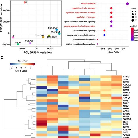 Rna Seq Analysis Of In Vitro And In Vivo Hipsc Cm Samples A Principal