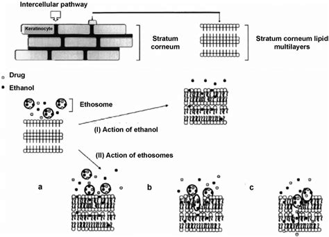 Schematic Representation Of The Percutaneous Permeation And Skin Download Scientific Diagram