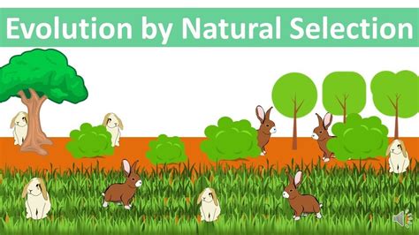 Natural Selection Diagram Quizlet