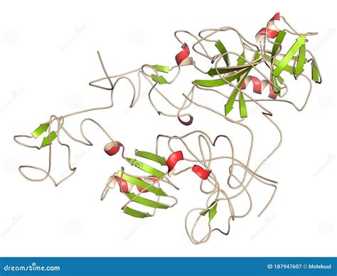 Plasminogen Plasmin Precursor Protein Plasmin Is An Enzyme Responsible