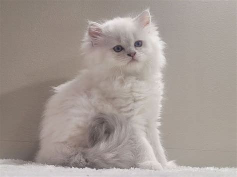 Blh Kitten Sucht Ab Januar 2024 Ein Liebevolles Zuhause In Storkow Brandenburg Snautz De