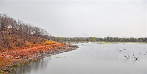 Forest Landscape With Dry Deciduous Vegetation In An Indian Forest Stock Image Image Of Sunset