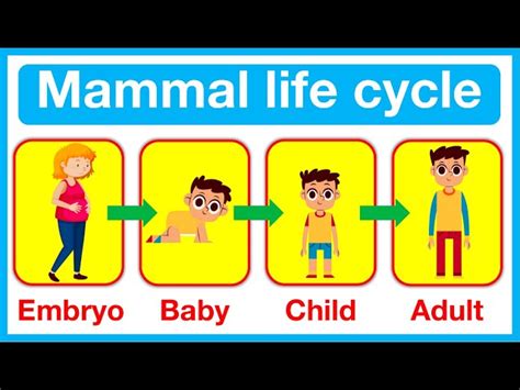 Mammal Life Cycle Diagram