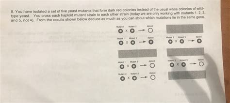 Solved You Have Isolated A Set Of Five Yeast Mutants That