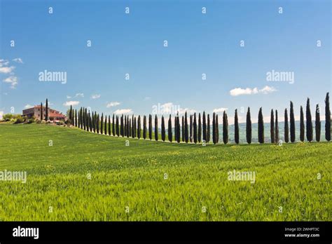 Classic View Of Tuscan Farmhouse Green Field And Cypress Tree Rows
