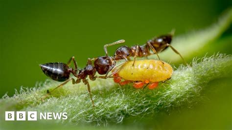 Ants Feeding Off Honeydew Wins The Royal Society Of Biologys Photo Prize