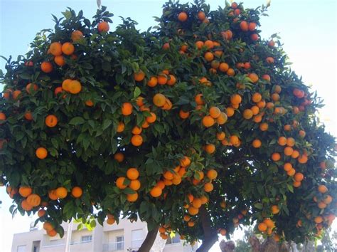 Geofert West სამეგრელო ზემო სვანეთი გურია აჭარა ფორთოხალი ლათ Citrus Sinensis