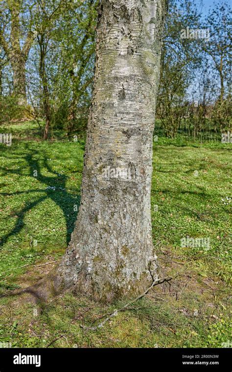 Trees Of All Types And Seasons A Beautiful World Of Differences Trees