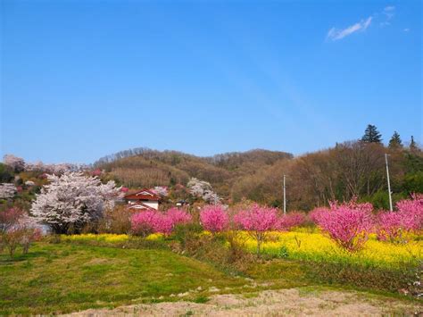 福島花めぐり】桜や花桃が見頃の花見山公園、色とりどりの花たちがとっても綺麗でした』福島市 福島県 の旅行記・ブログ By かおニャンさん