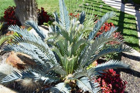 Warm Weather Means Flushing Cycads