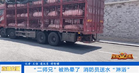 二师兄”被热晕了消防员送水“淋浴”生猪救援活物
