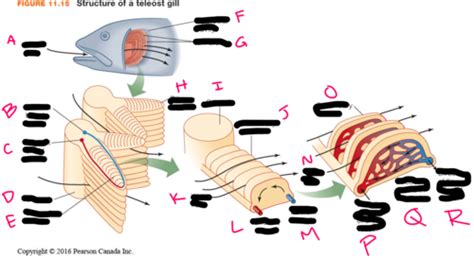 Biol 388 Lecture 31 36 Final Exam Flashcards Quizlet