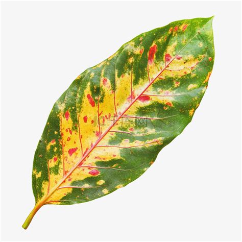 带有红色和黄色斑点的鲜绿色叶子素材图片免费下载 千库网