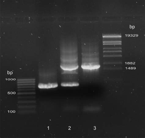 Identification Of B Bacteriovorus Hd100 Knockout Mutants By Using