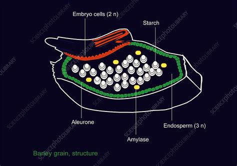 Seed Structure Diagram Stock Image C Science Photo Library