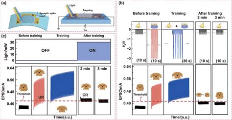 Optoelectronic Synaptic Application For Associative Learning A Download Scientific Diagram