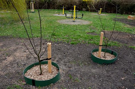 거리에 새로 심은 나무와 화단 녹색 플라스틱 원형 물 탱크 트렁크에 직접 손실없이 물의 투약을 용이하게합니다 멀칭 돌 자갈은 증발 조약돌을 줄일 것입니다 0명에 대한 스톡