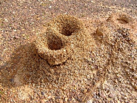 Termite Mound Effects My Termite Company Los Angeles
