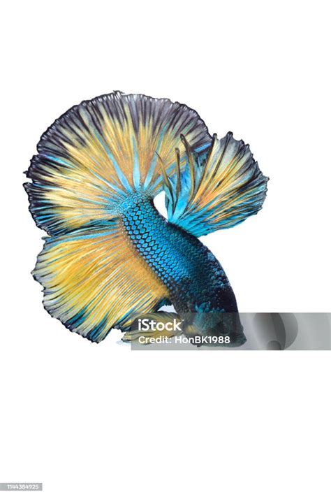 베타 피쉬 샴 파이팅 피시 화이트 배경에 고립 된 베타 하프 문 0명에 대한 스톡 사진 및 기타 이미지 0명 가축 감금 상태 Istock