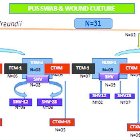 Distribution Of Beta‑lactamase Genes In Citrobacter Spp Isolated From