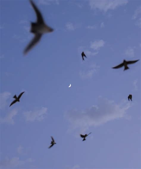 고요한 고요한 광경 고요함 공중 디스플레이 구름 구름 덮개 날개 달린 생물 날으는 달 말라가 부드러운 빛 비행 새 새의 실루엣 수평선 스카이라인