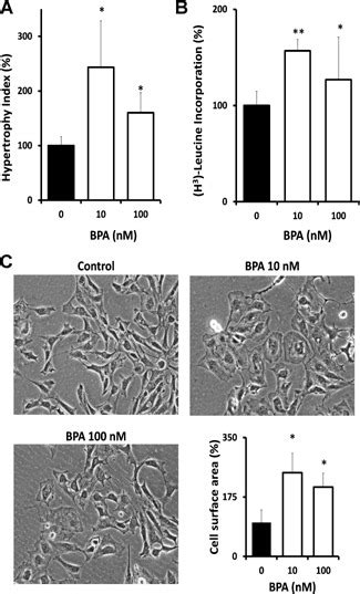 Bpa Induces Podocyte Hypertrophy A Hypertrophy Index B