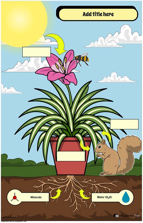Poster Illustrating Key Components Of Photosynthetic Cycle