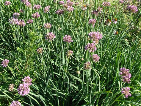 Edgewood Nursery Unusual Edible Medicinal And Local Ecotype Native