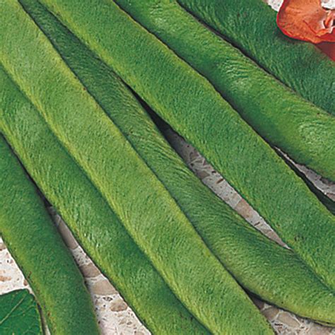 Johnsons Armstrong Stringless Runner Bean Seeds Wilko
