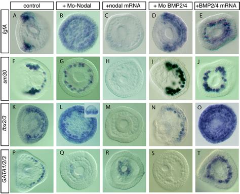 Figure 2 From Nodal And Bmp 2 4 Pattern The Mesoderm And Endoderm During Development Of The