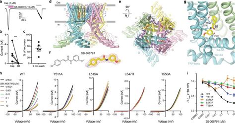 Cryo Em Structures Of Human Trpv1 In The Absence Of Added Ligands Or In The Presence Of The
