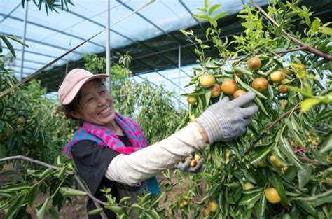 河北黄骅：大棚冬枣采收忙凤凰网河北凤凰网