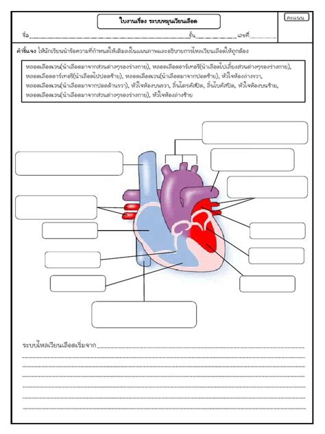 ระบบหมุนเวียนเลือด ม 2 Pdf