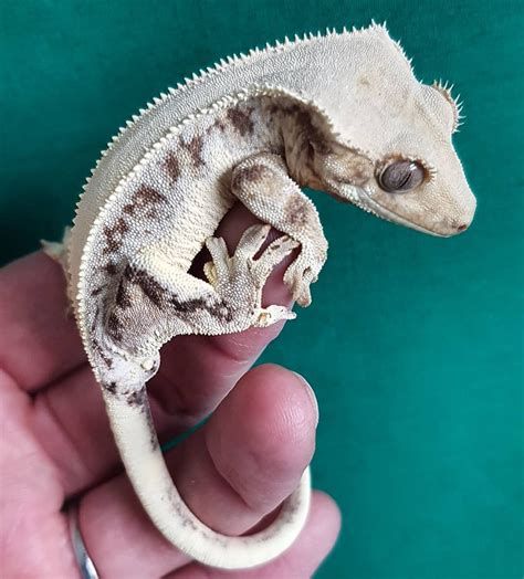 Tiberius The Crested Gecko With Open Mouth Red Crested Gecko Morphs